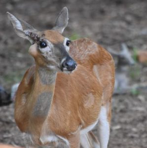 Chronical Of Two Deer With Abscesses – Georgia Outdoor Adventures
