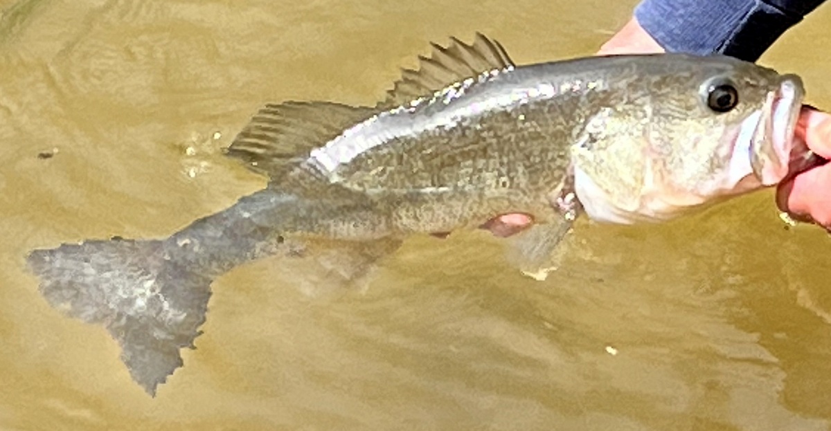 Bassin’ Kinchafoonee Creek – Georgia Outdoor Adventures