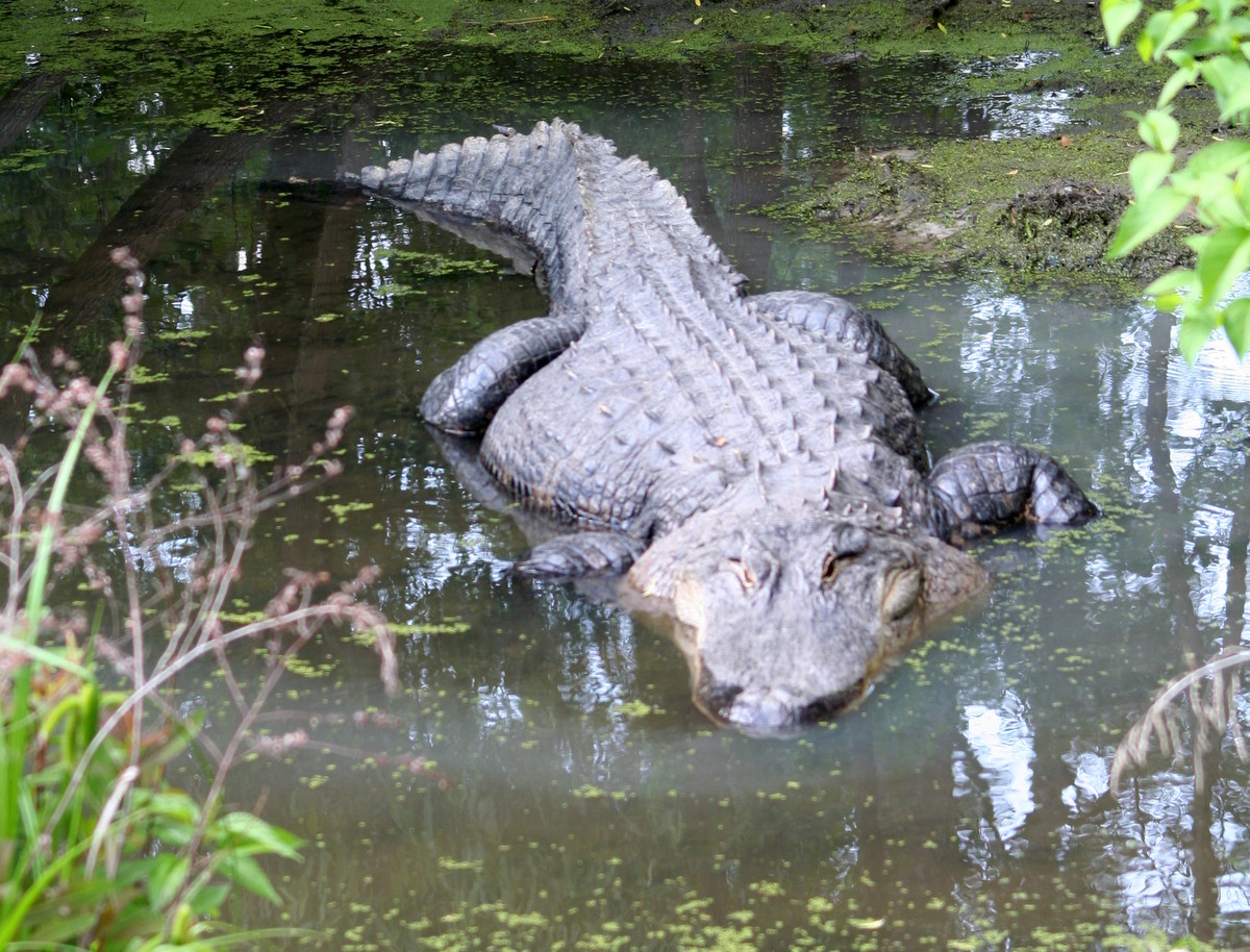 Gear – Georgia Outdoor Adventures from Jimmy Jacobs
