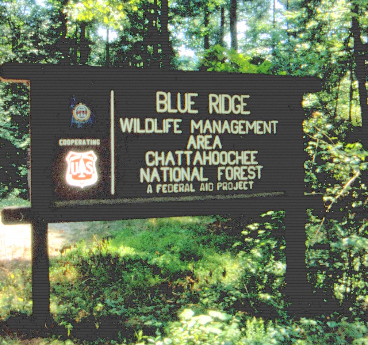 A “Hermit” Gobbler Hunt – Georgia Outdoor Adventures