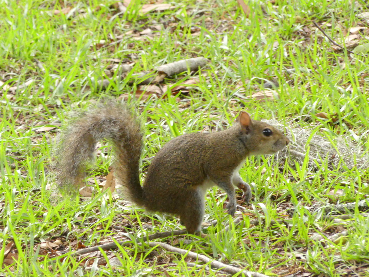 Bowhunting Squirrels – Georgia Outdoor Adventures