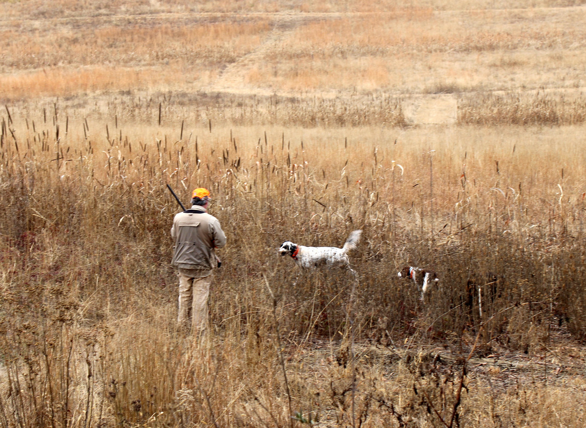 Quail Hunting “Hogs” – Georgia Outdoor Adventures
