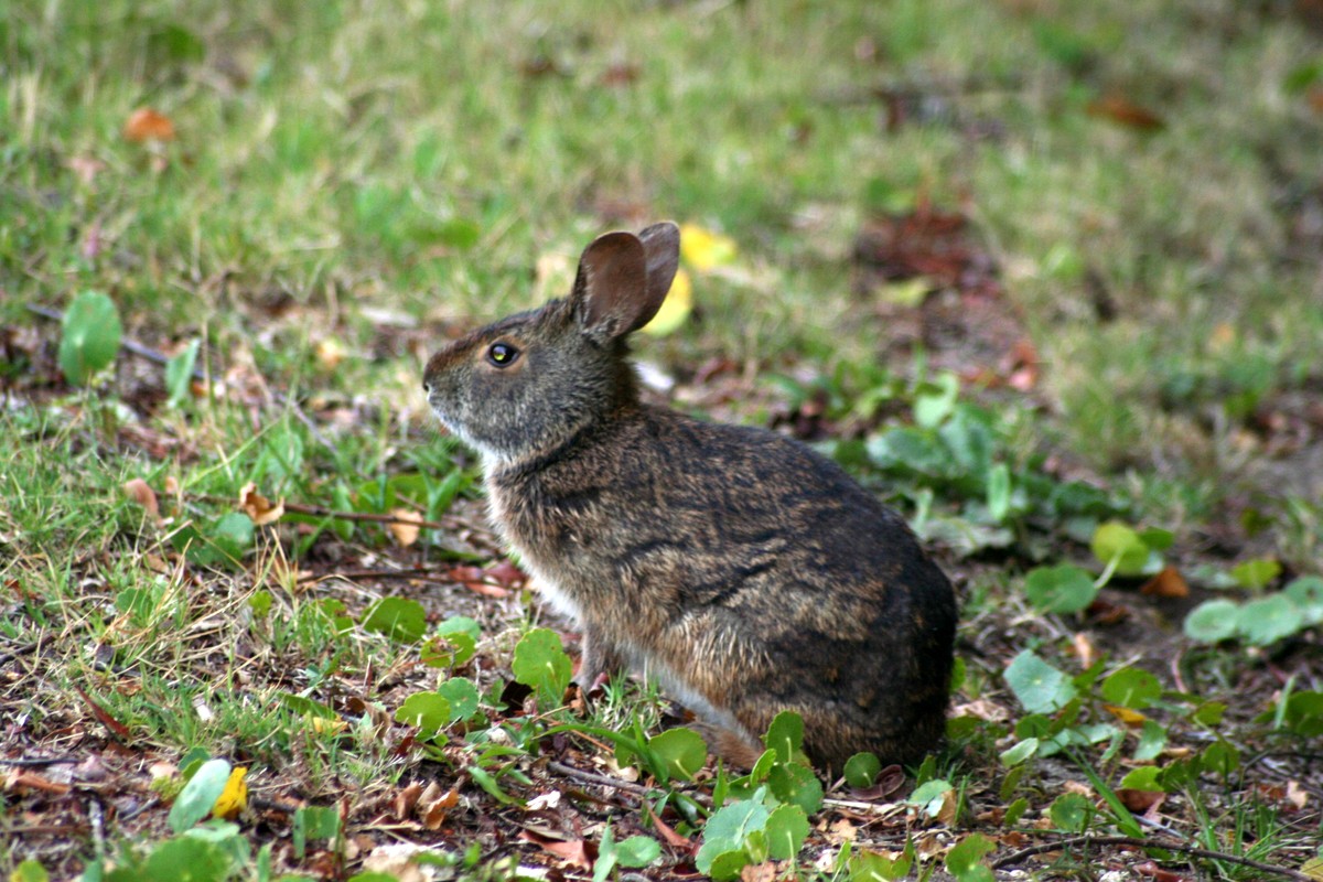 Peach State Rabbit Tales – Georgia Outdoor Adventures