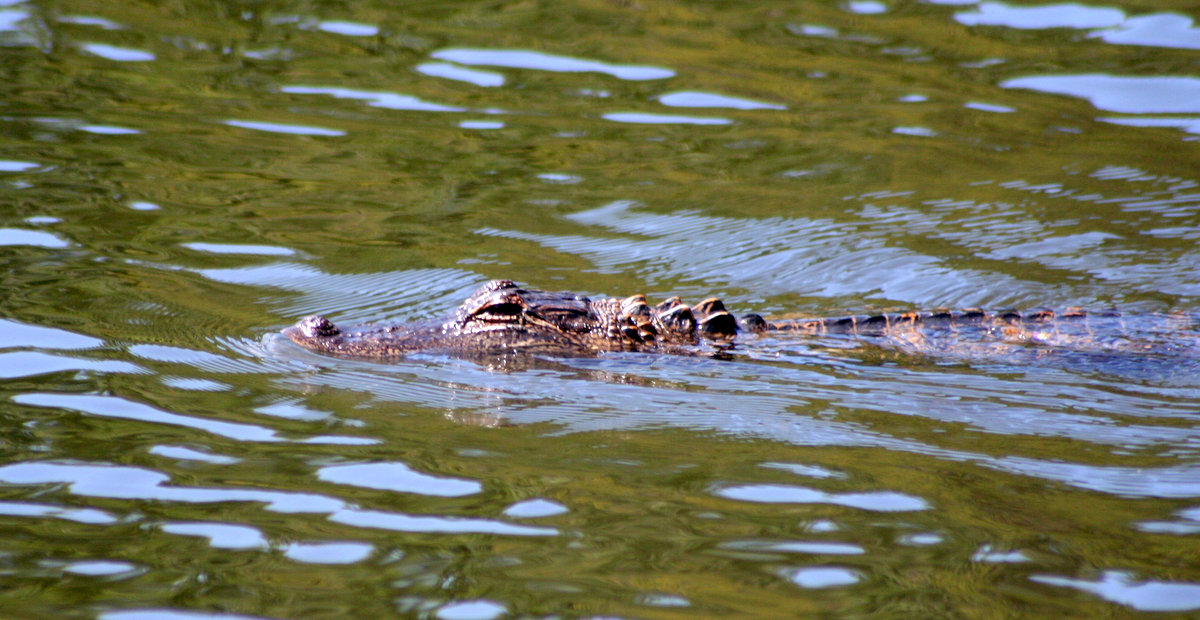 Gardi Mullet Fishing On The Altamaha – Georgia Outdoor Adventures