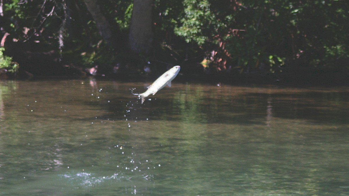 Gardi Mullet Fishing On The Altamaha – Georgia Outdoor Adventures