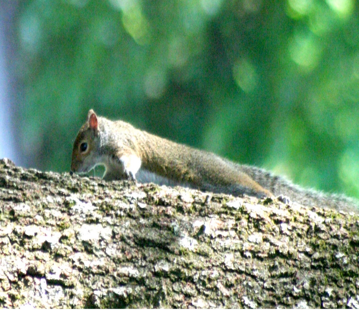 First Squirrels Can Be Trophies – Georgia Outdoor Adventures