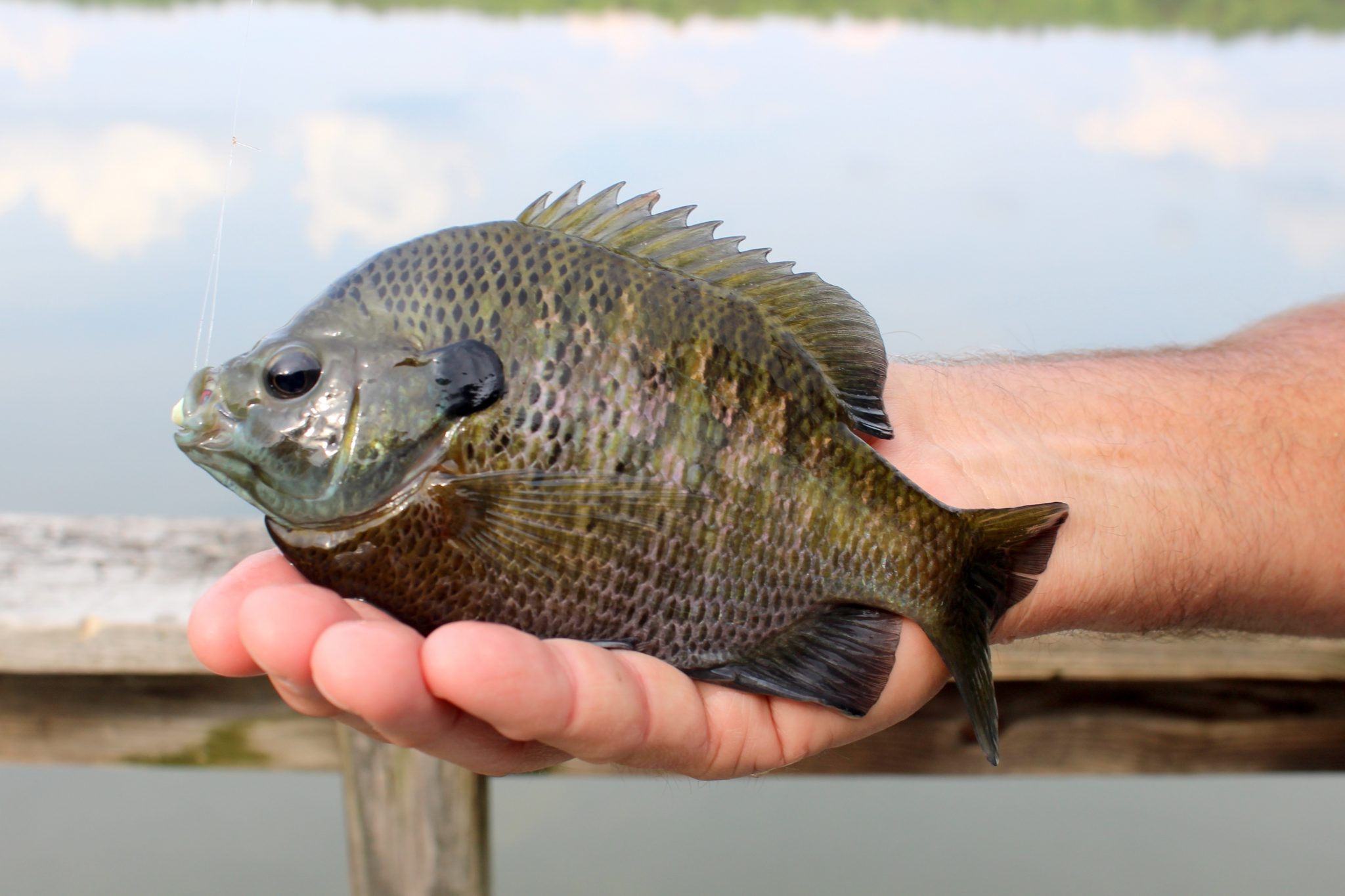 Roadrunners For Bluegill Success – Georgia Outdoor Adventures