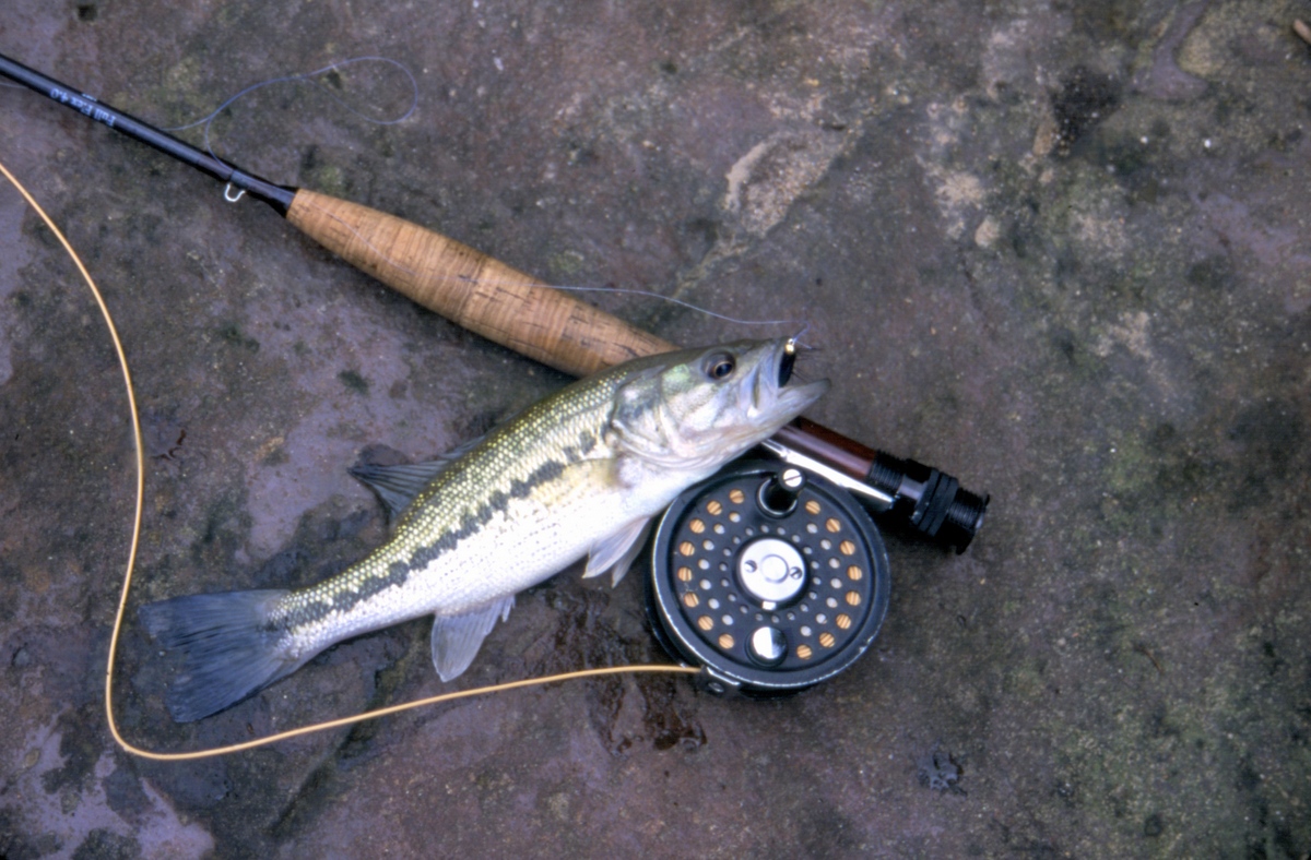 The Other Black Bass – Georgia Outdoor Adventures