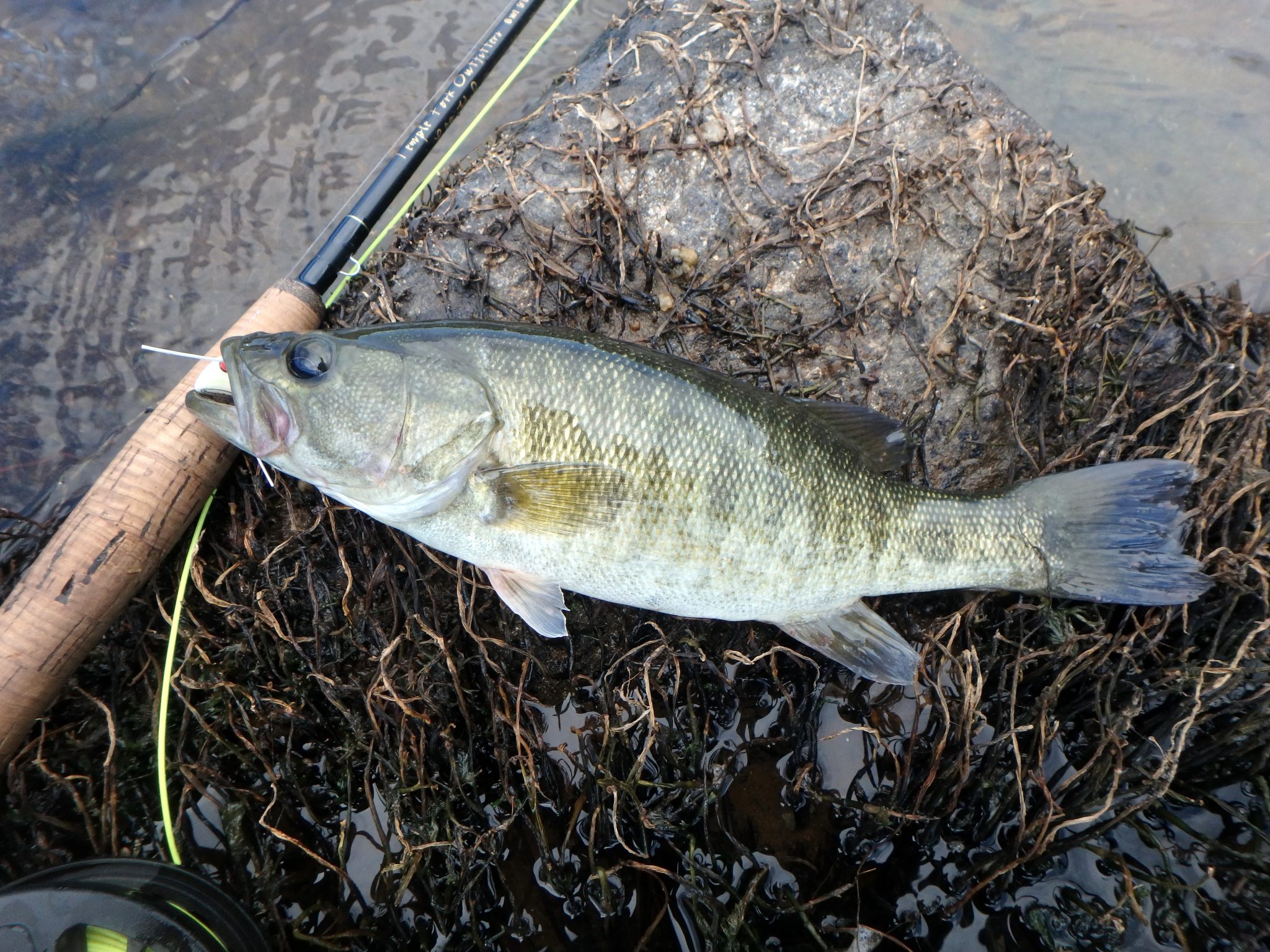 Waterfowl – Georgia Outdoor Adventures