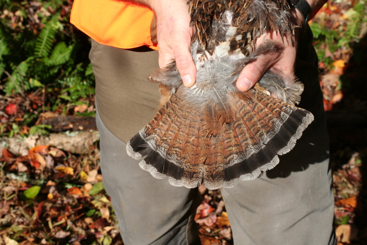 Georgia Grouse Hunts – Georgia Outdoor Adventures